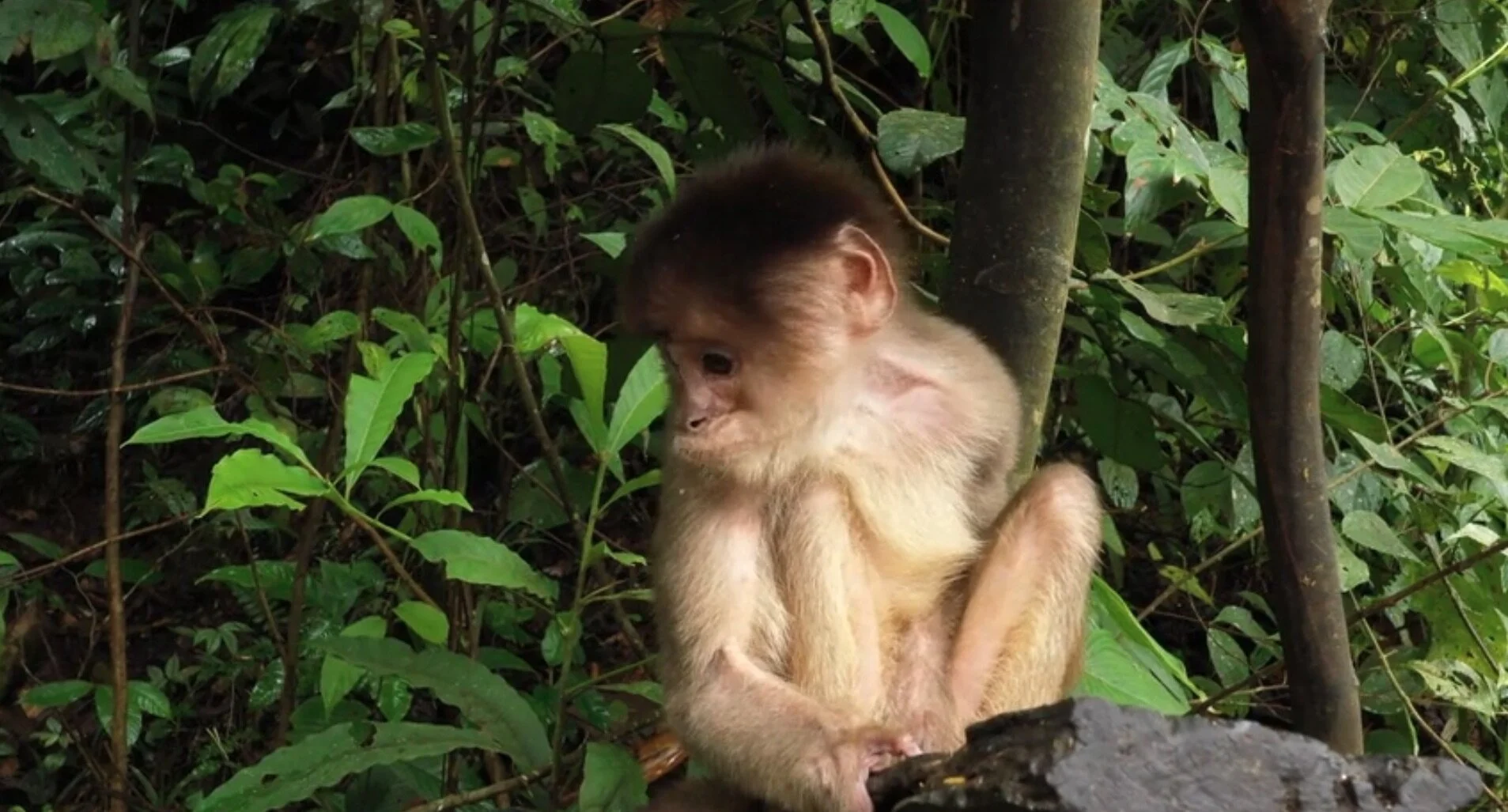 Capuchin | Behavioural Science