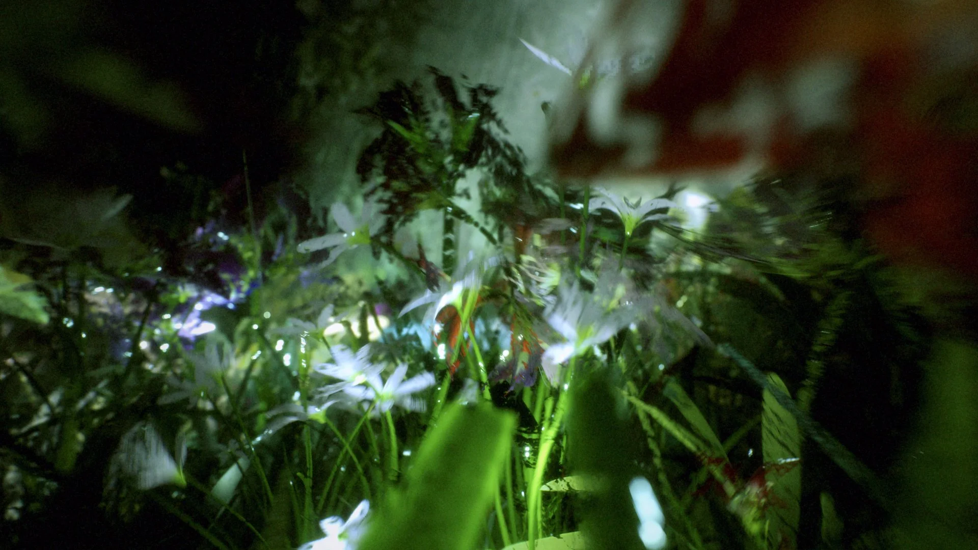 ECOL Immersive Forest, Reimagining Opera Through Nature — suum studio