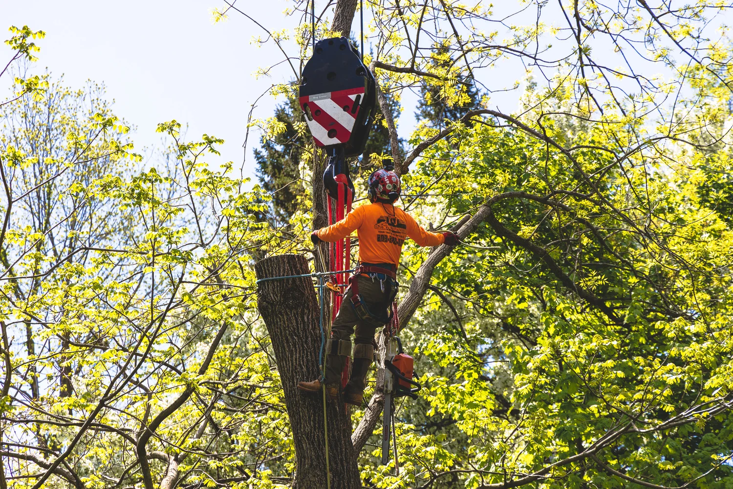 Tree Removal K J Tree Service