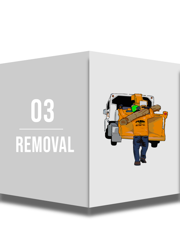Tree Removal Process in 5 Steps — K&J Tree Service
