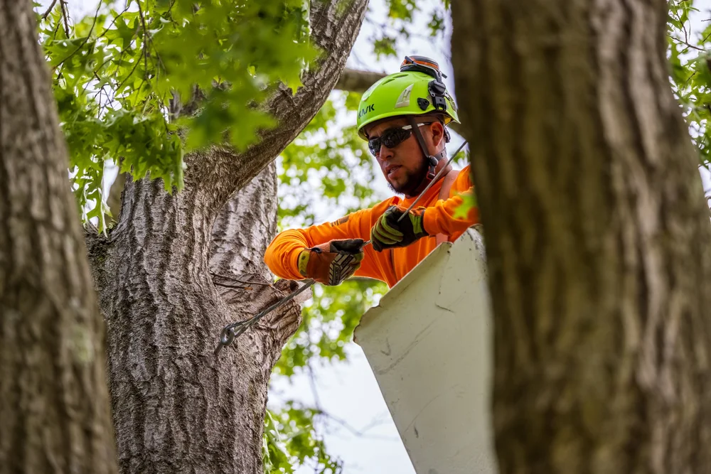 What is Cabling and Bracing? — K&J Tree Service