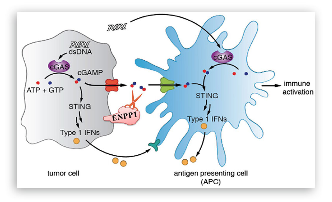 Stingray Therapeutics — Stingray Therapeutics
