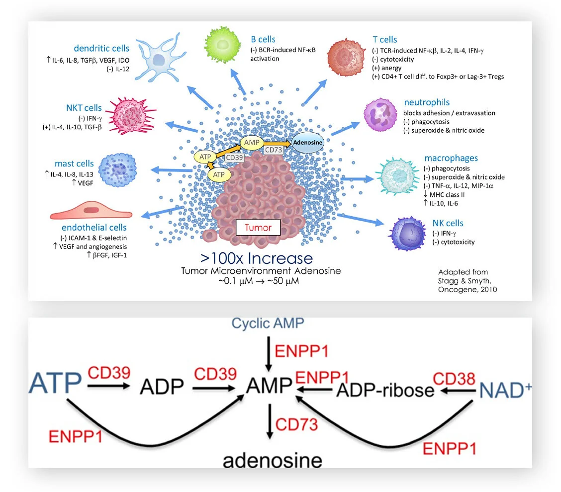 Stingray Therapeutics — Stingray Therapeutics