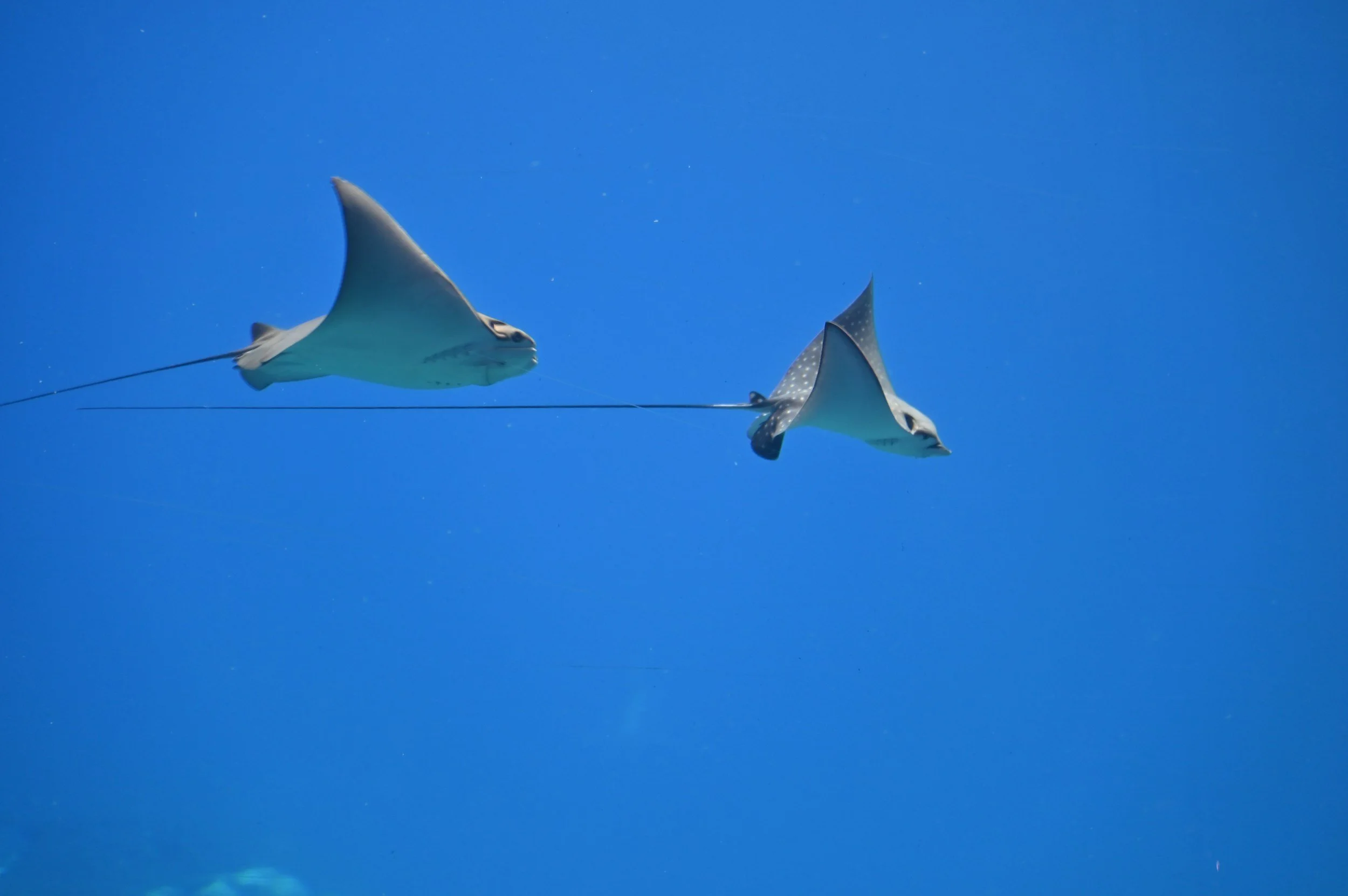 The Team — Stingray Therapeutics