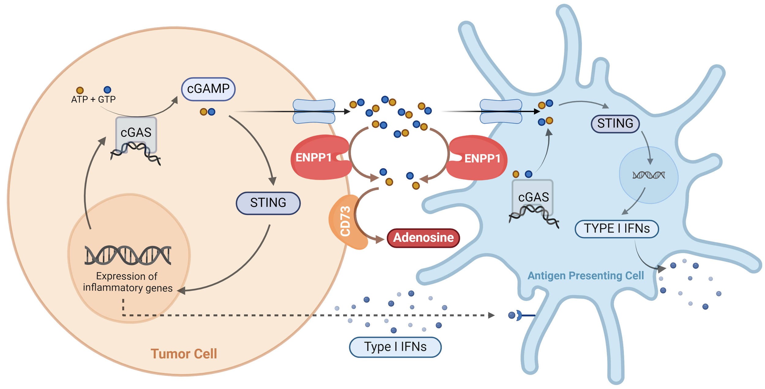General 2 — Stingray Therapeutics