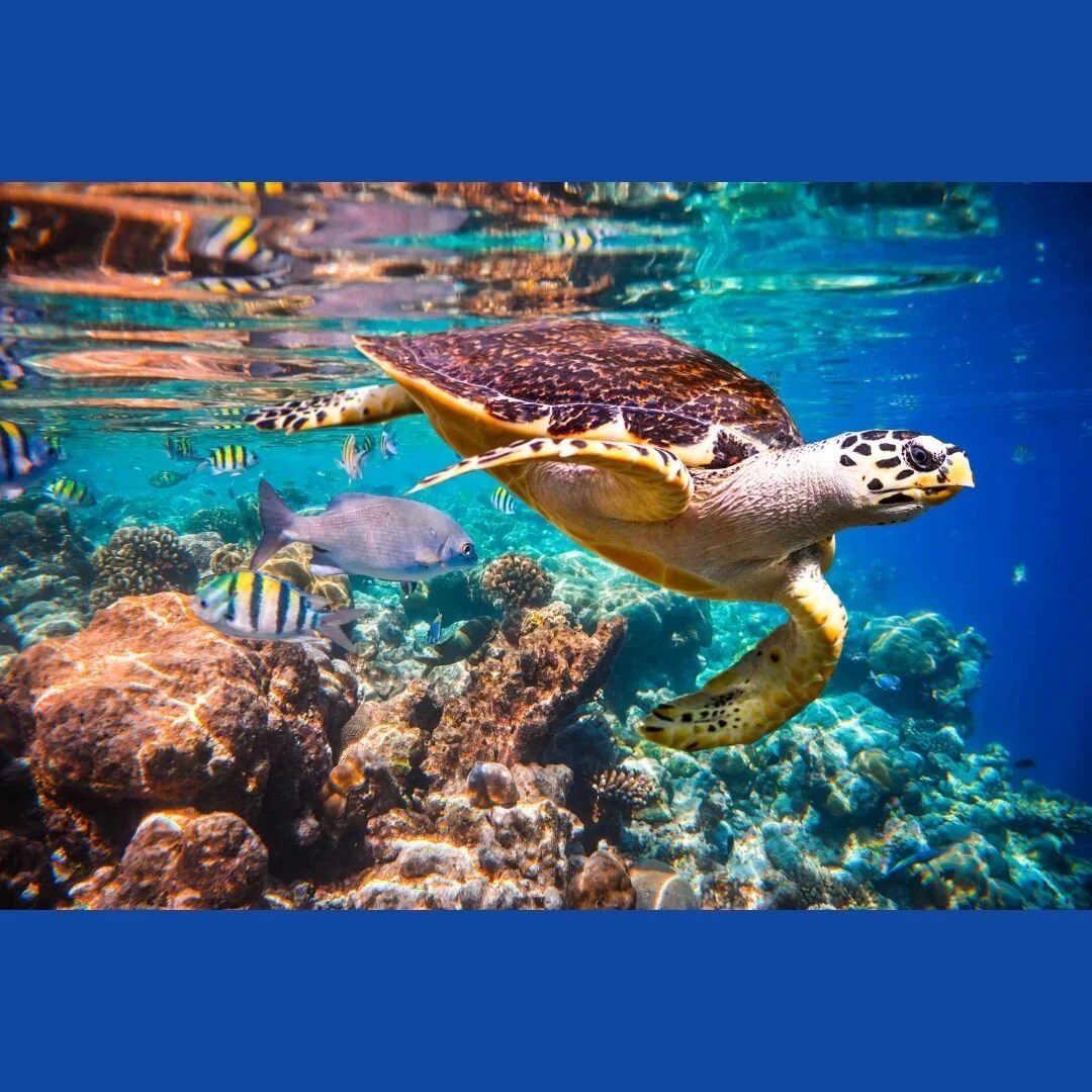 Animal Messages — Journeys with Sharon