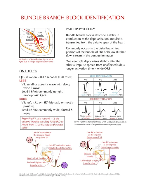 Free Resources & More! — The Visual Nurse