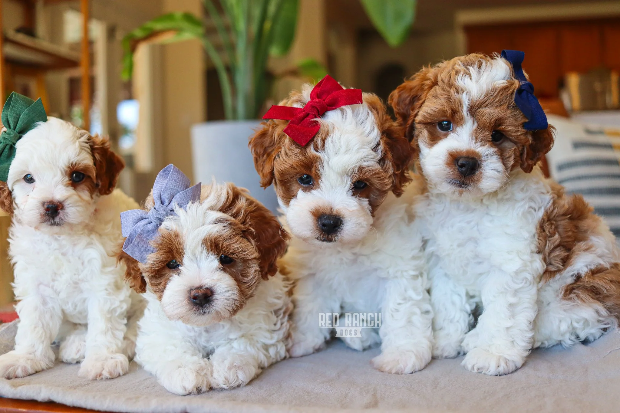 Red And White Cavapoo