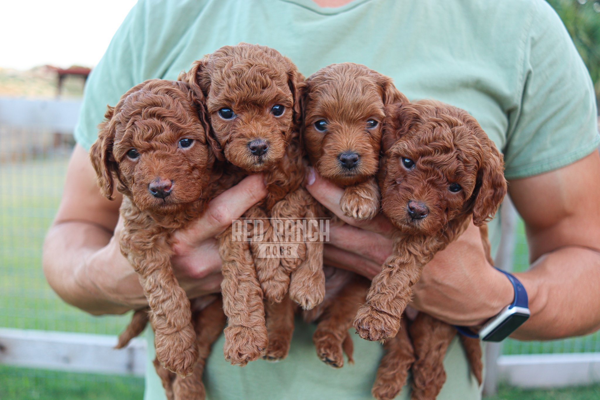 Previous Litters Cavapoos — Red Ranch Dogs