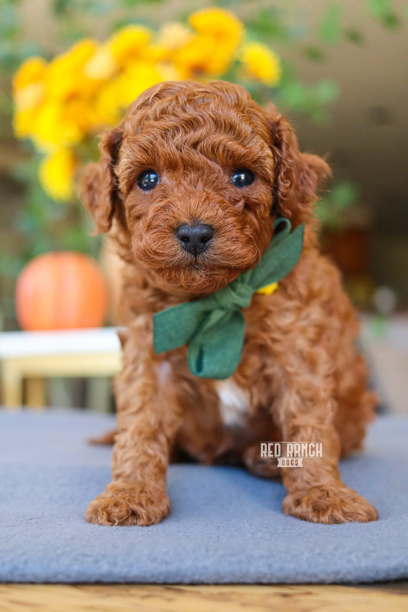 Puppies — Red Ranch Dogs