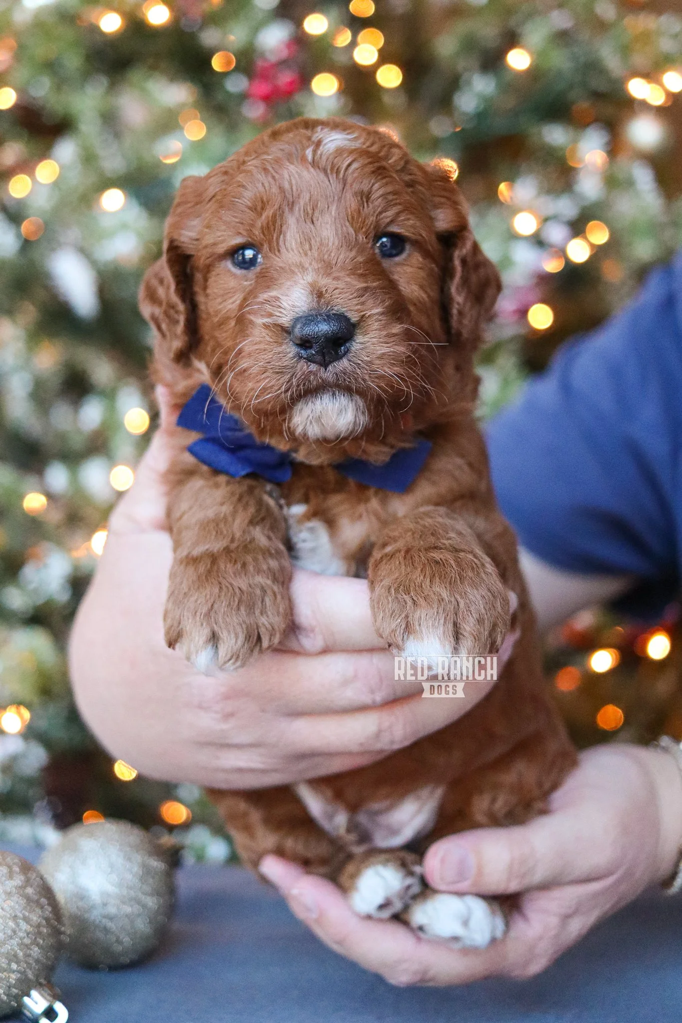 Puppies — Red Ranch Dogs
