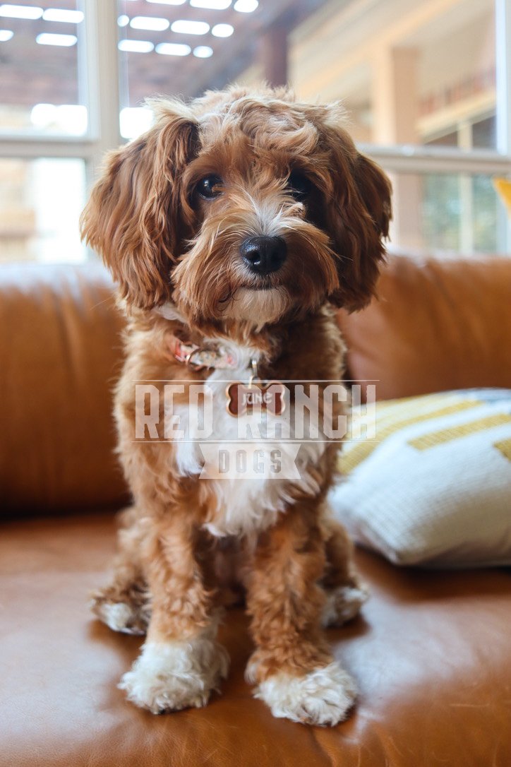 Cavapoo Dams — Red Ranch Dogs