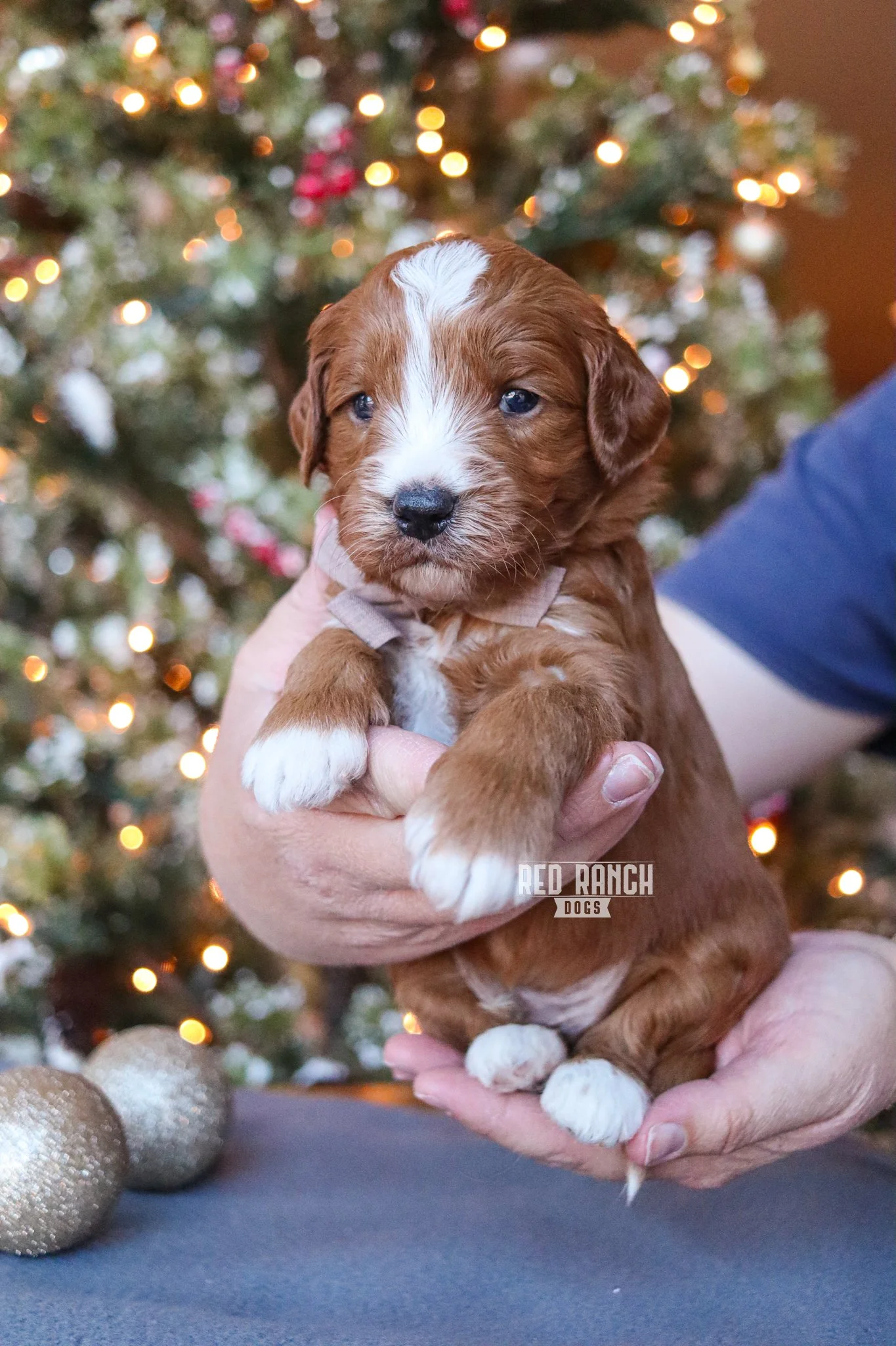 Puppies — Red Ranch Dogs
