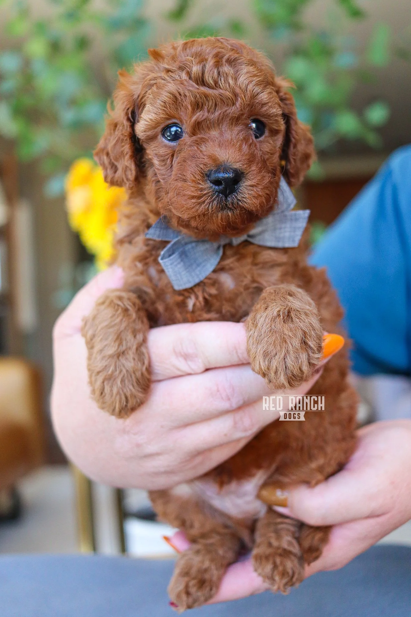 Puppies — Red Ranch Dogs