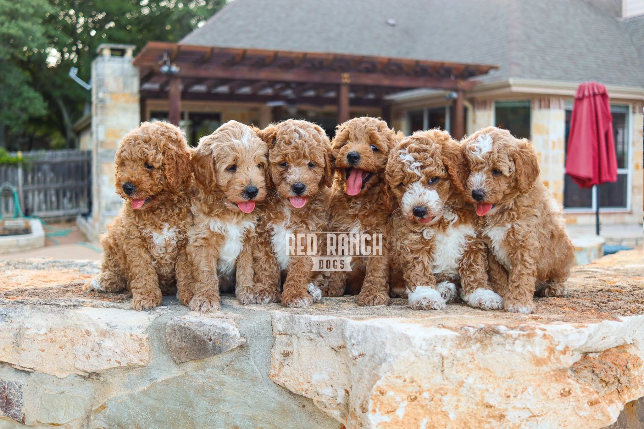 Previous Litters Goldendoodles — Red Ranch Dogs