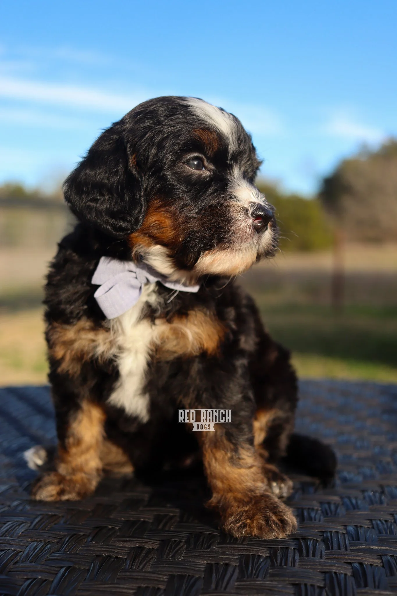 Puppies — Red Ranch Dogs