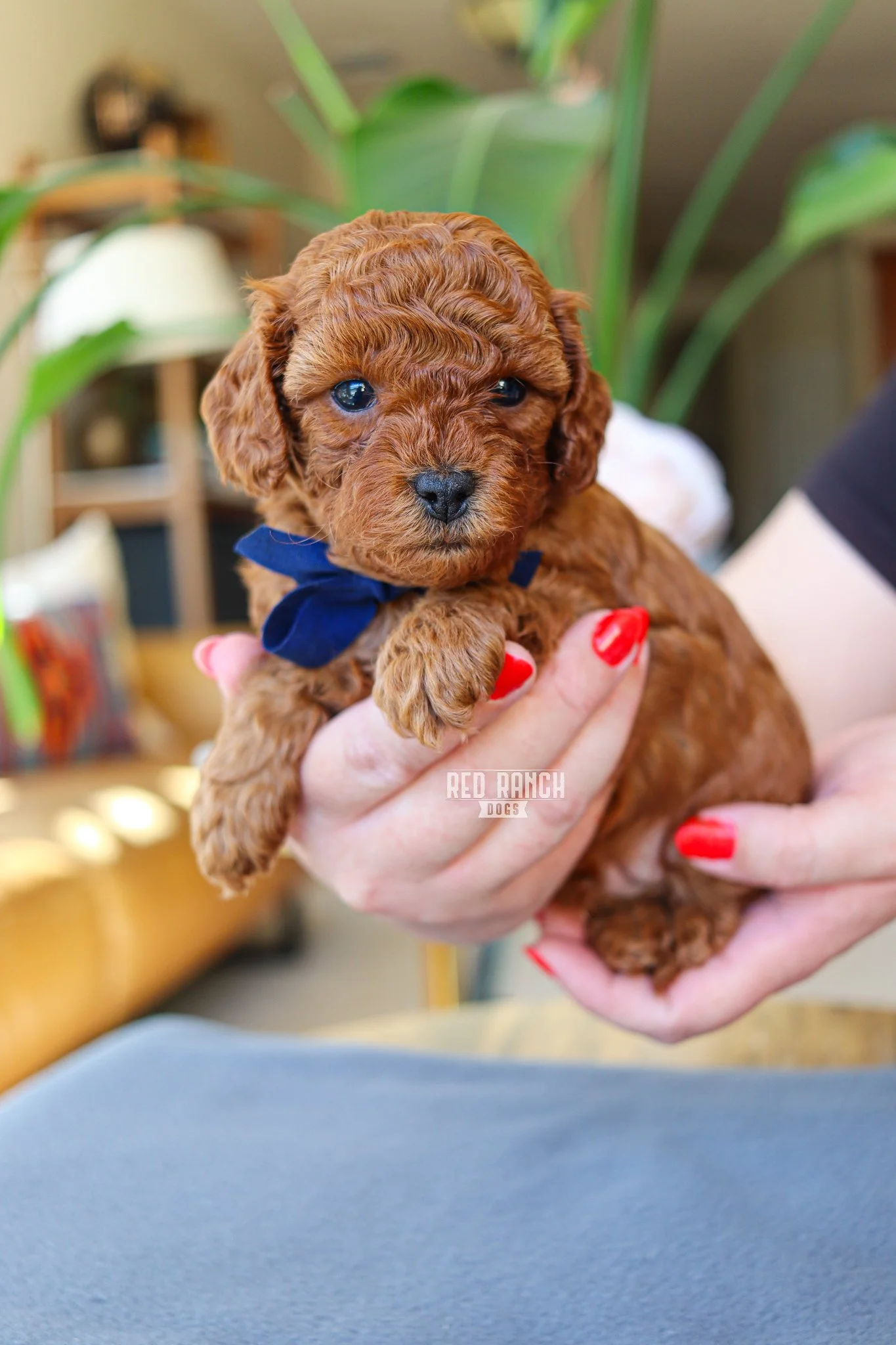 Puppies — Red Ranch Dogs