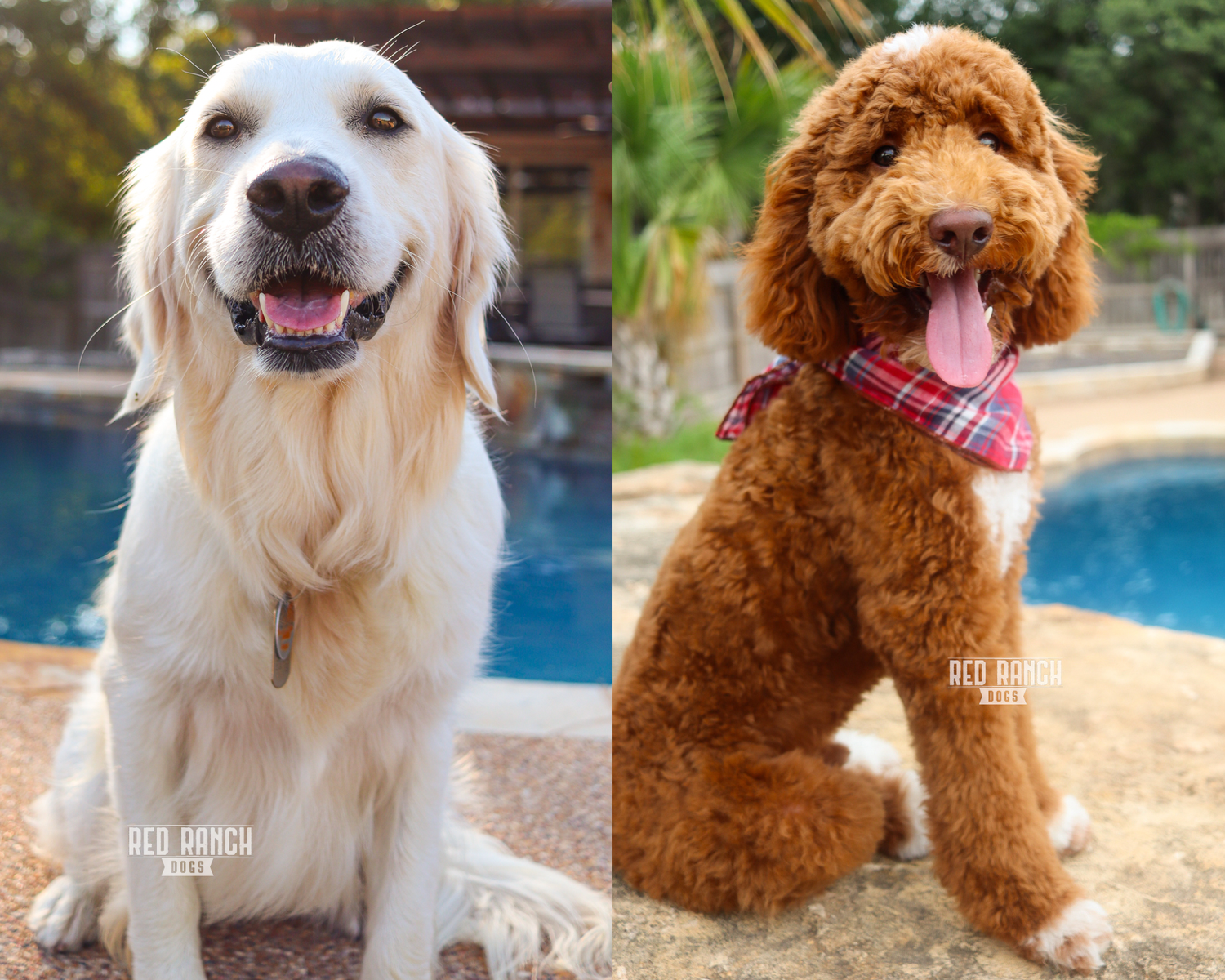 Future Litters (NEW) — Red Ranch Dogs