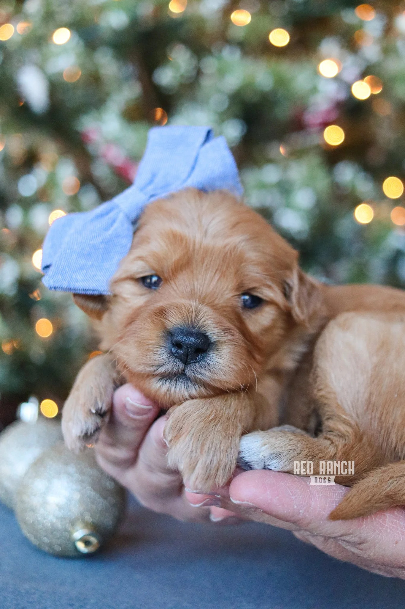Puppies — Red Ranch Dogs