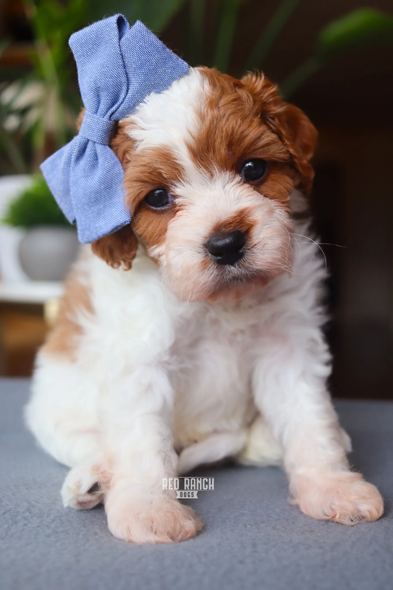 Cavapoo Dams — Red Ranch Dogs