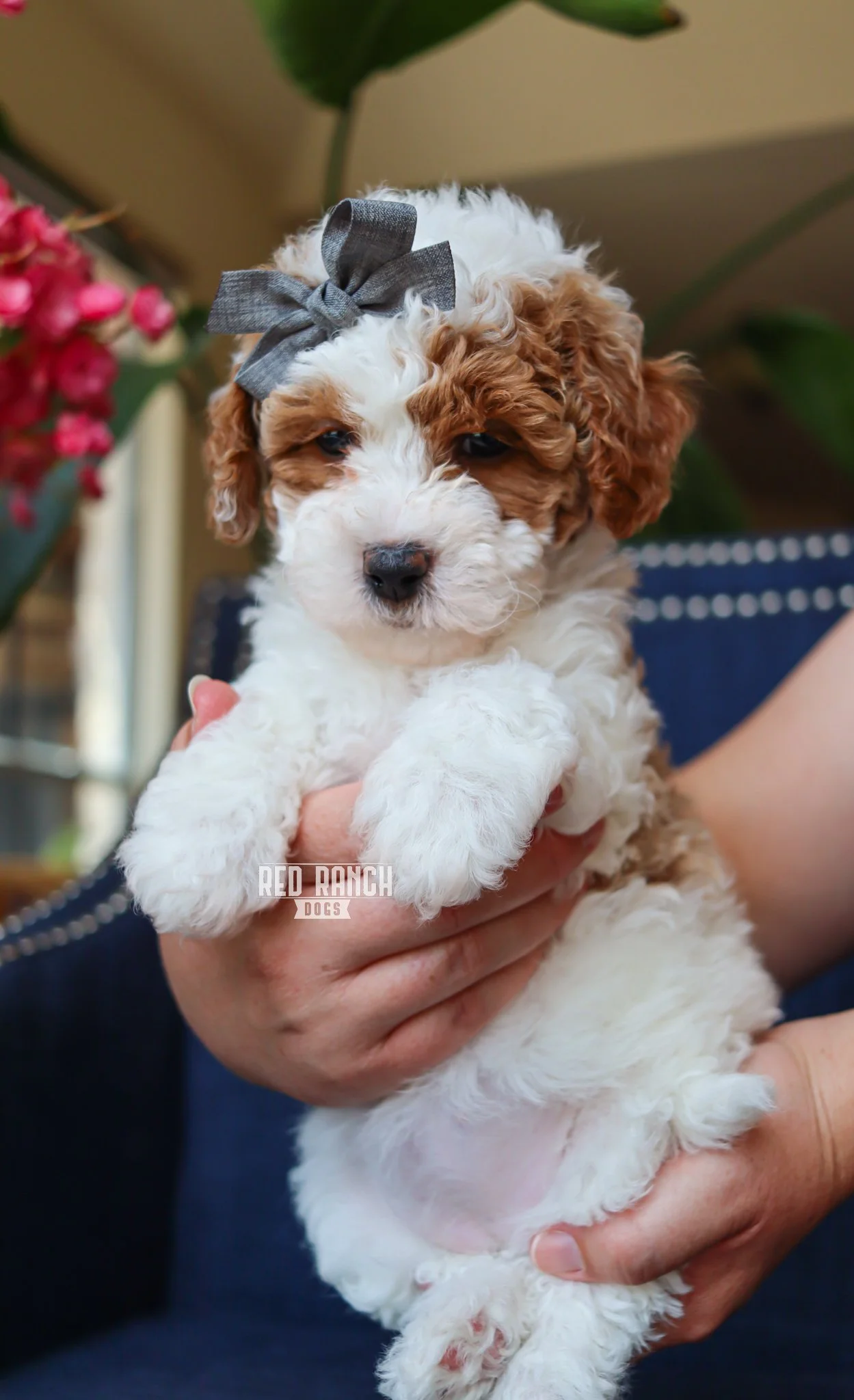 Previous Litters Cavapoos — Red Ranch Dogs
