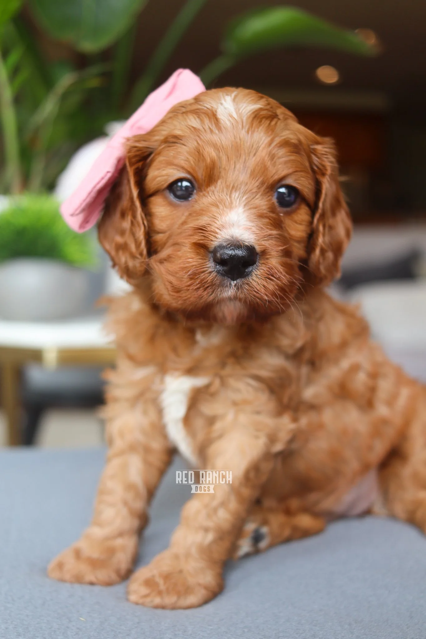 Cavapoo Dams — Red Ranch Dogs