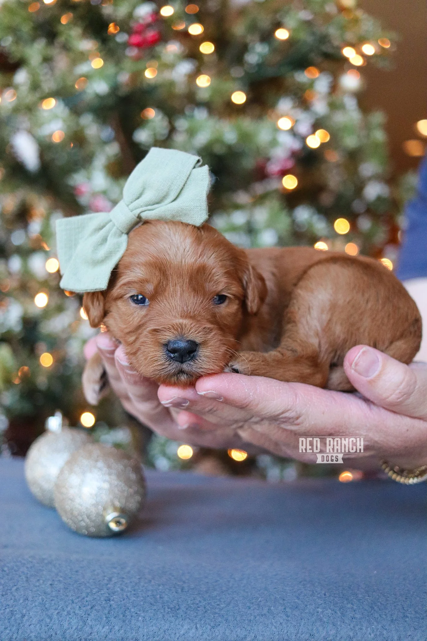 Puppies — Red Ranch Dogs