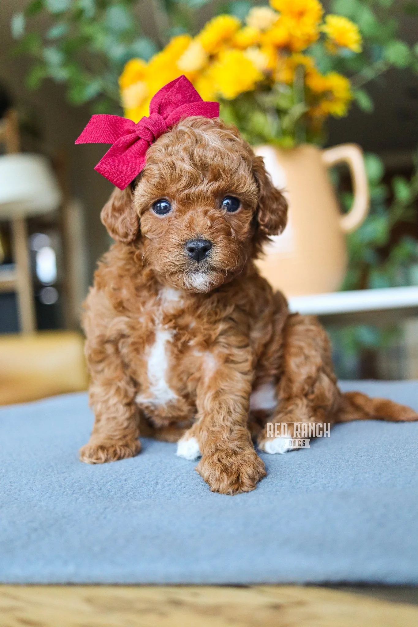 Puppies — Red Ranch Dogs