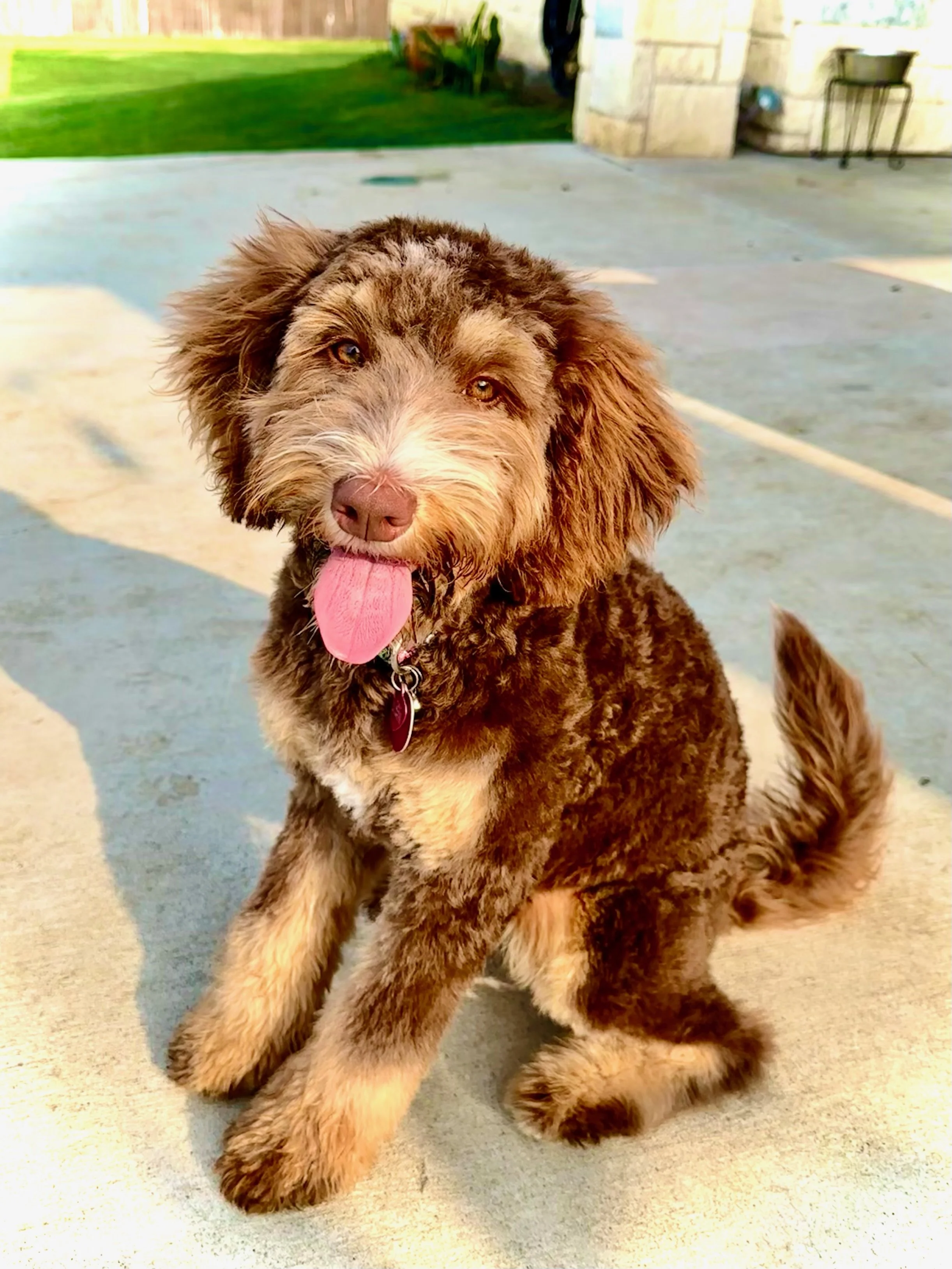 Kylie — Red Ranch Dogs