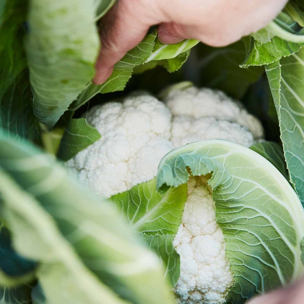 How it's made — Nutri V