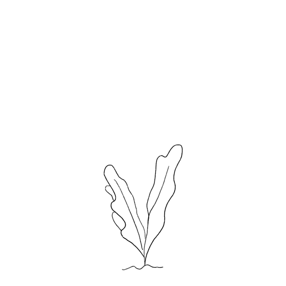 Nutri V