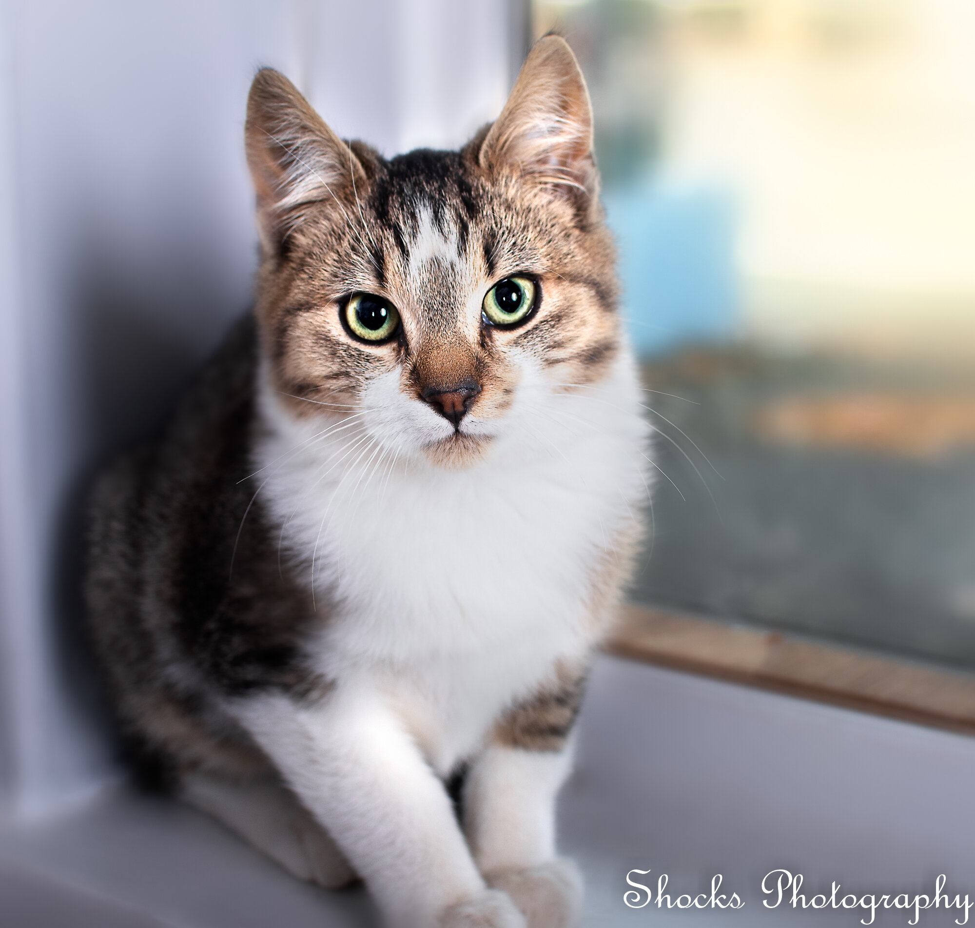 Why Do Cats Get Ignored in Shelters? — Shocks Photography