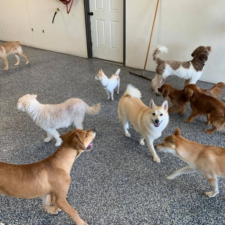 Boarding | Experience Pet Care Excellence — Book Today — Sit and Stay ...