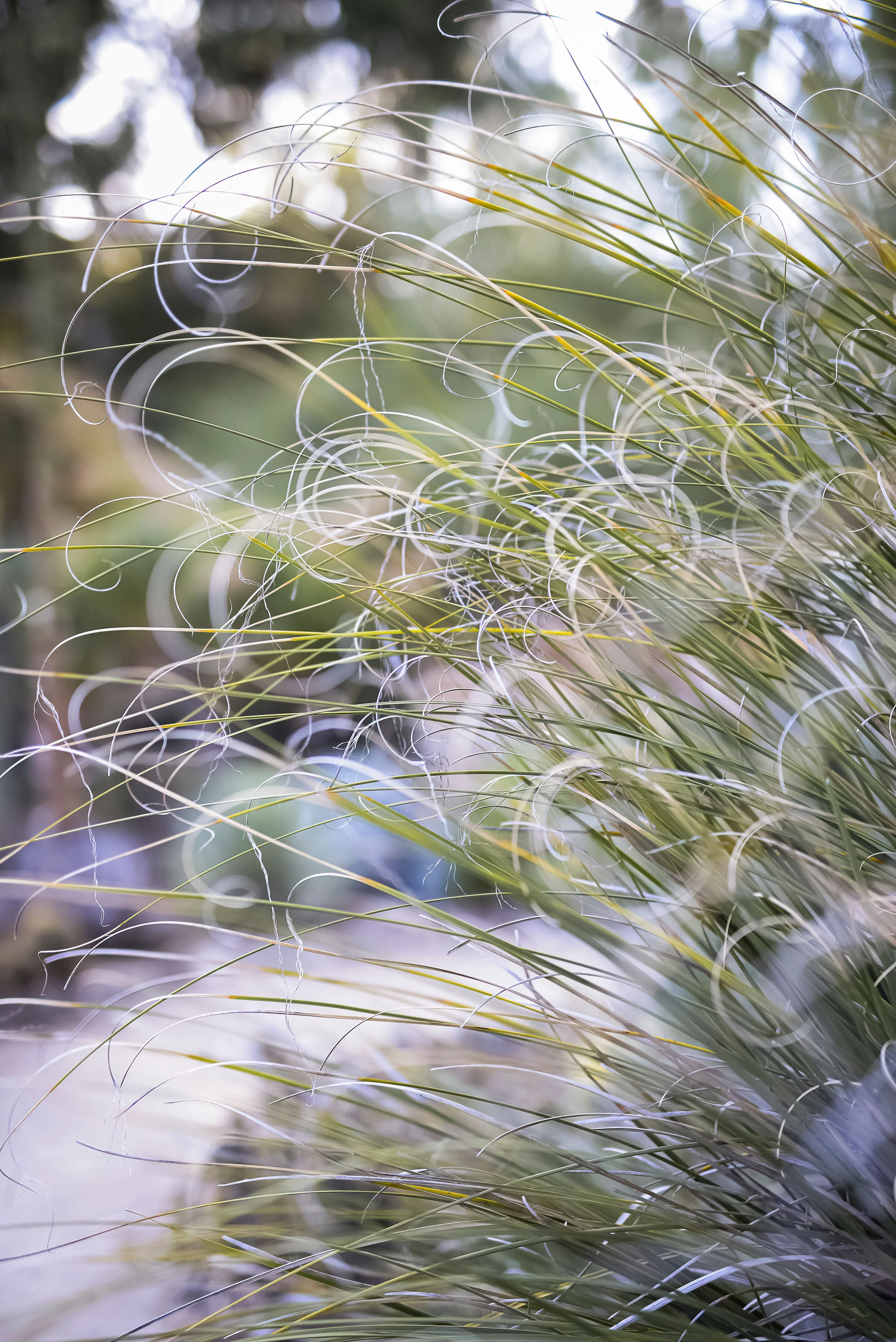 Classes — Dana Sweeney Yoga