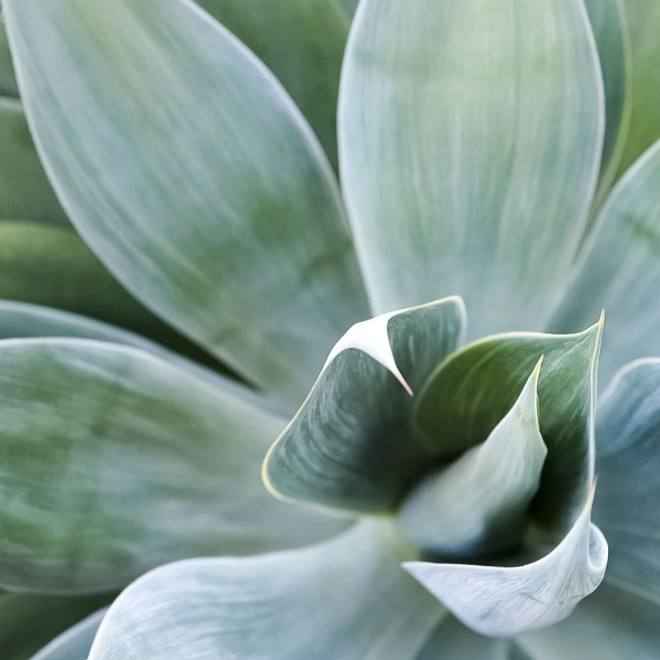 Classes — Dana Sweeney Yoga