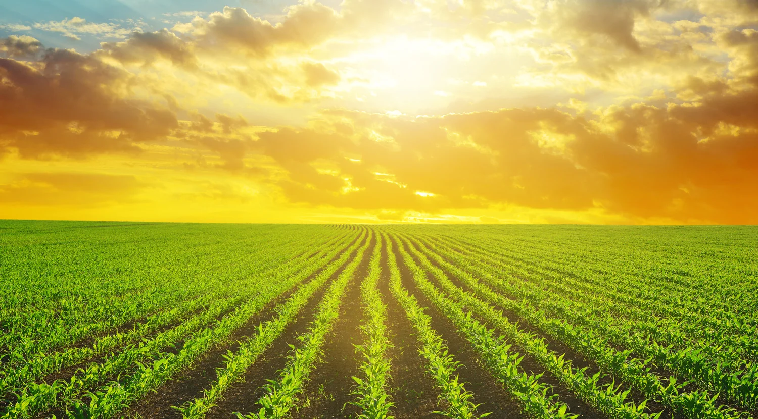10% Boron Foliar Spray — CultivAce Growth