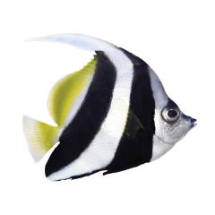 Take 3 for the Sea | Join the Ocean Conservation Movement — The ...