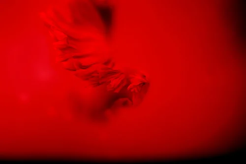 About us — CDE Consulting