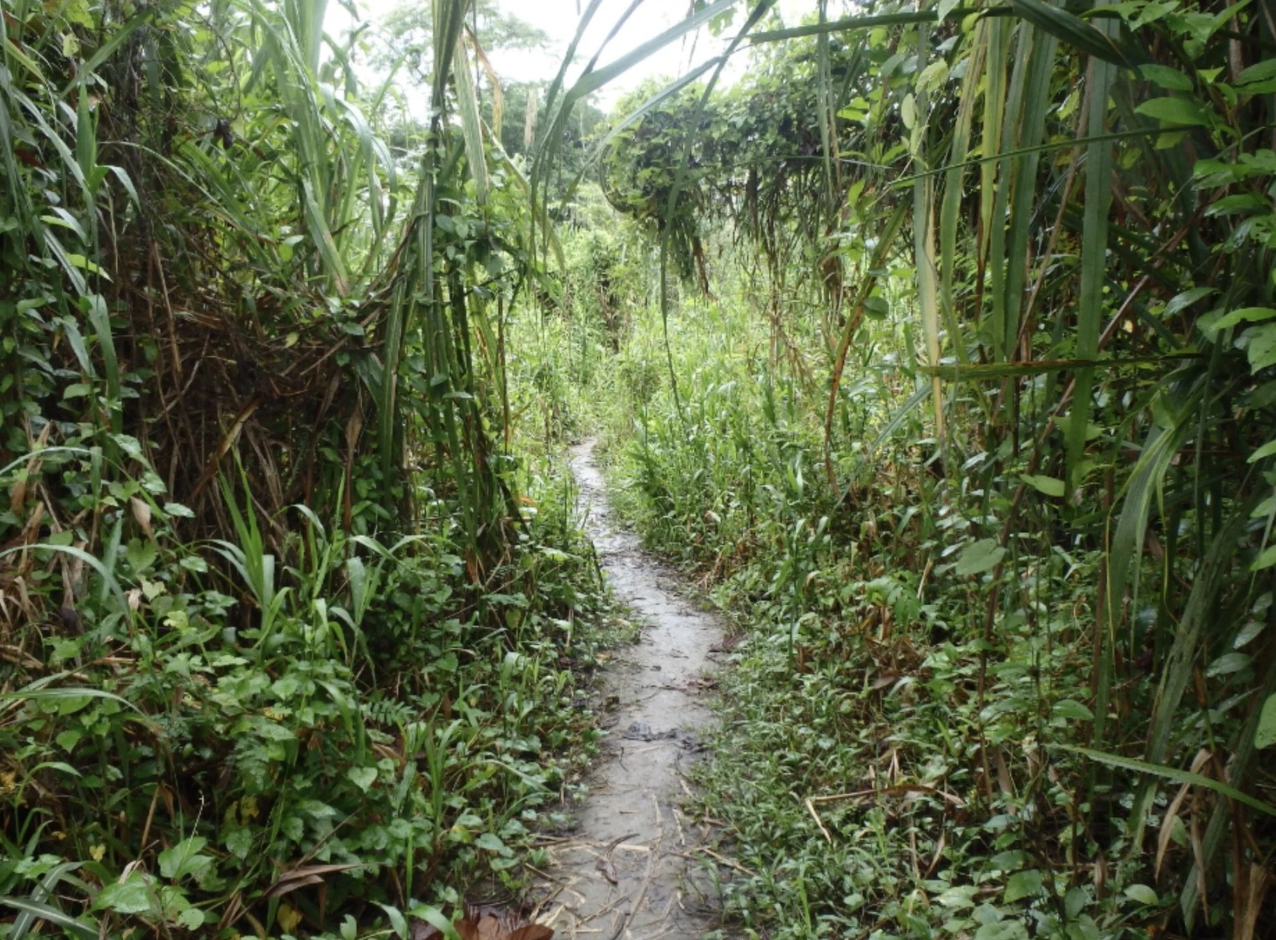 About 1 — Cocama Project