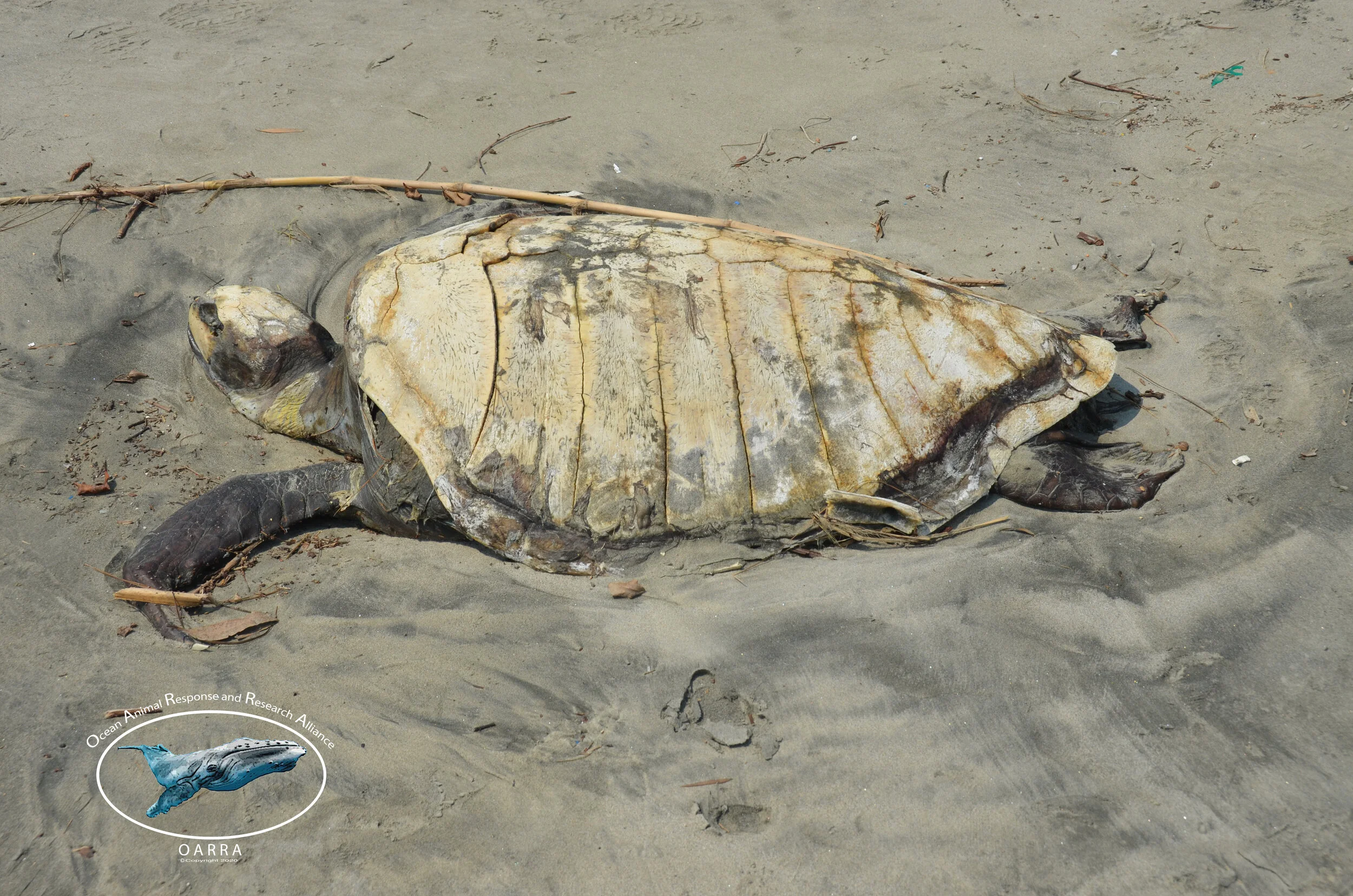 Ocean Animal Response and Research Alliance