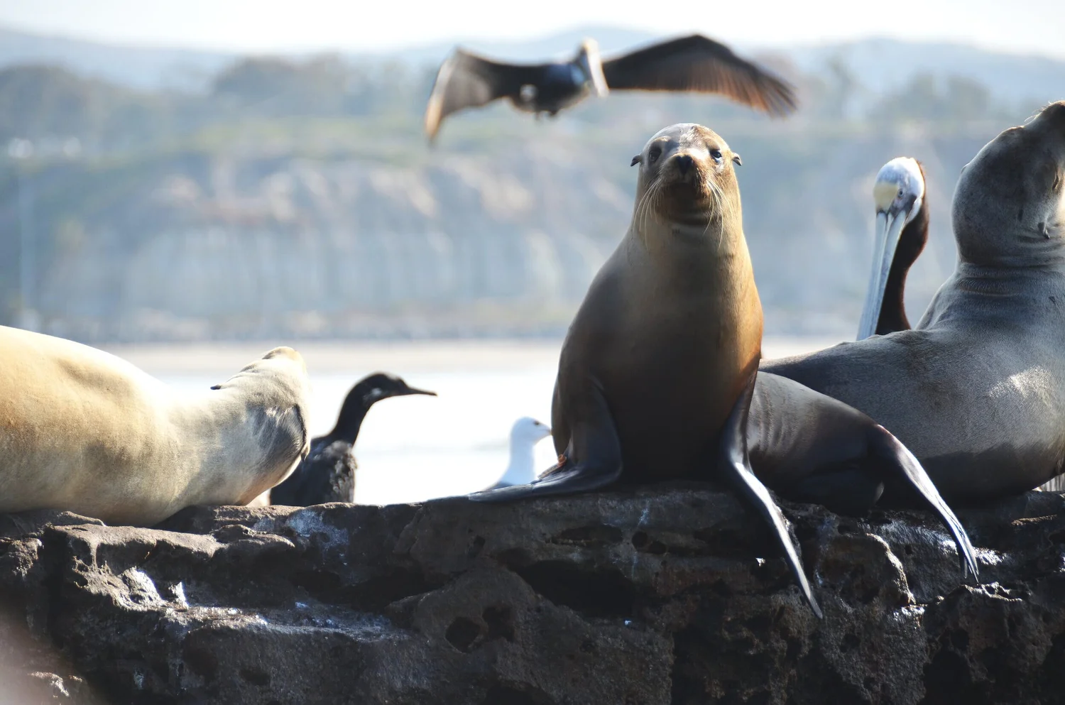 Ocean Animal Response and Research Alliance