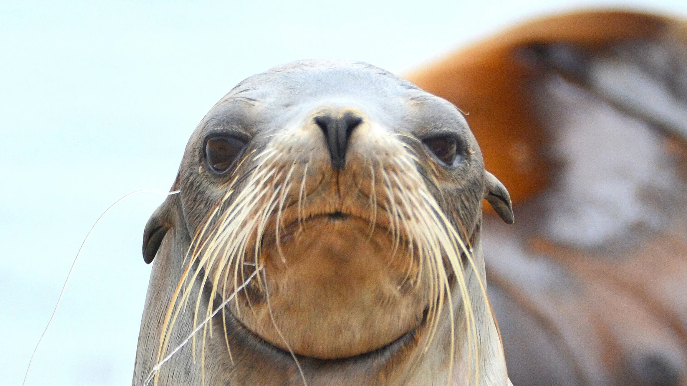 Ocean Animal Response and Research Alliance