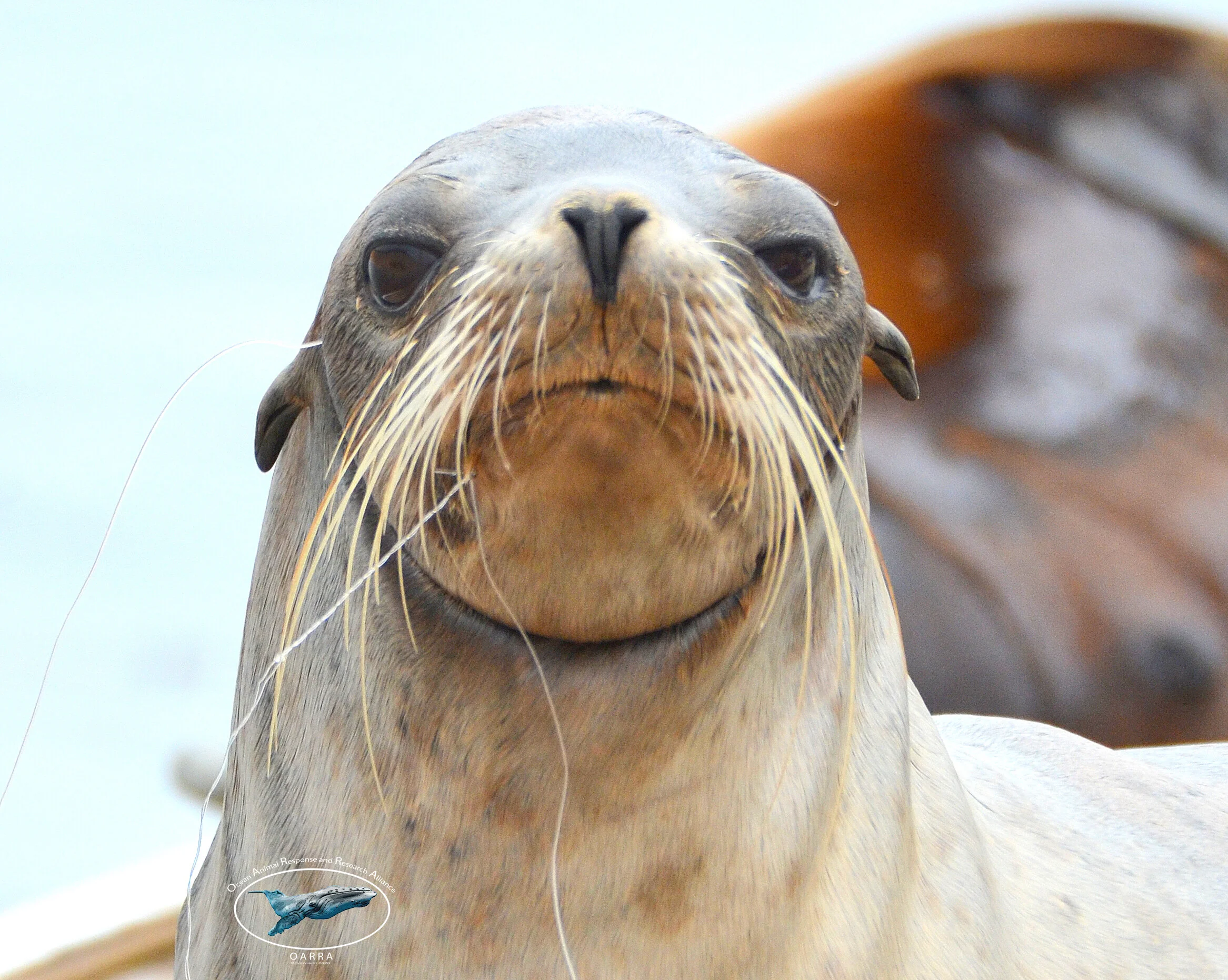 Monitor and Survey Programs — Ocean Animal Response and Research Alliance