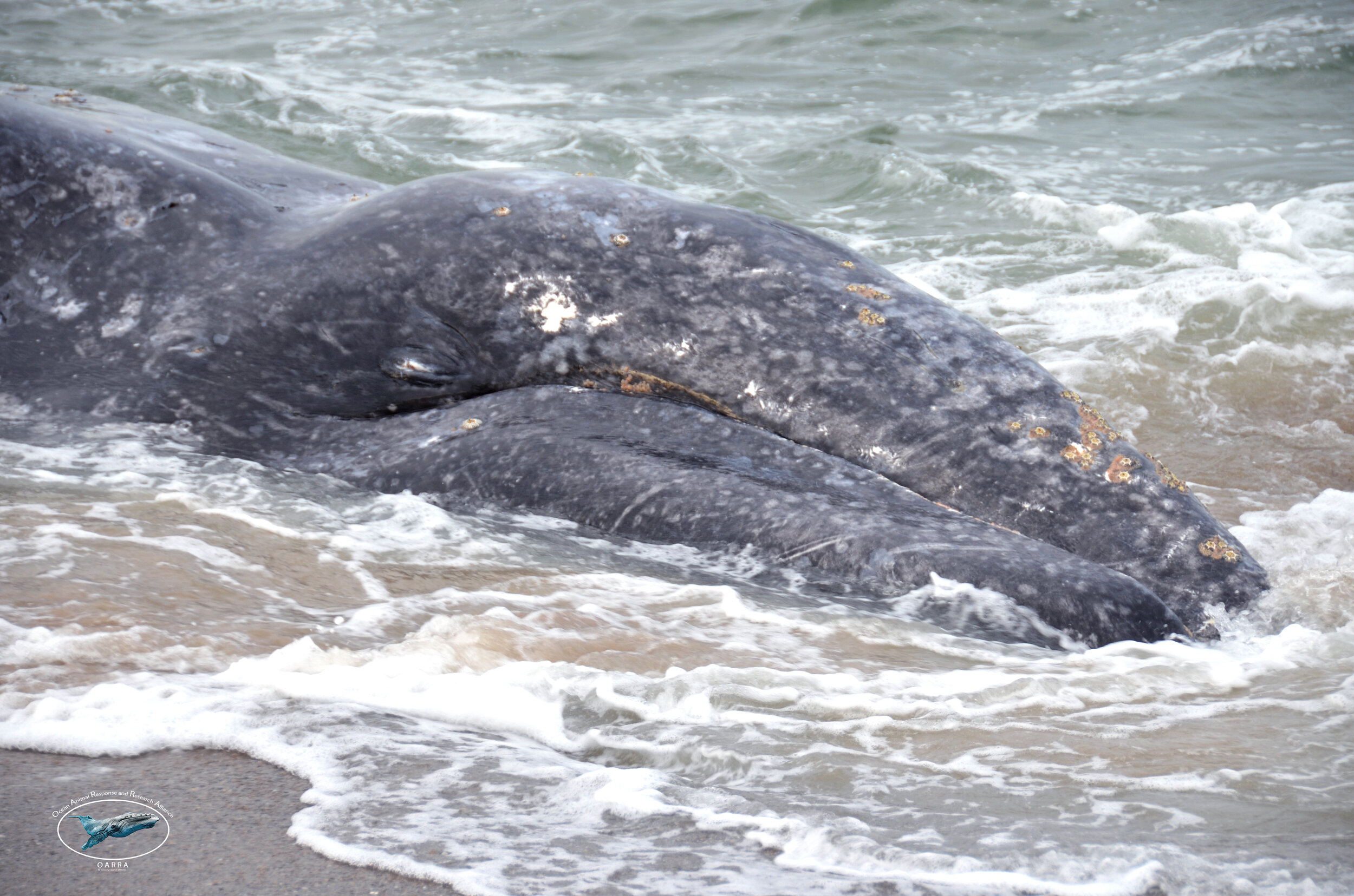 About 1 — Ocean Animal Response and Research Alliance