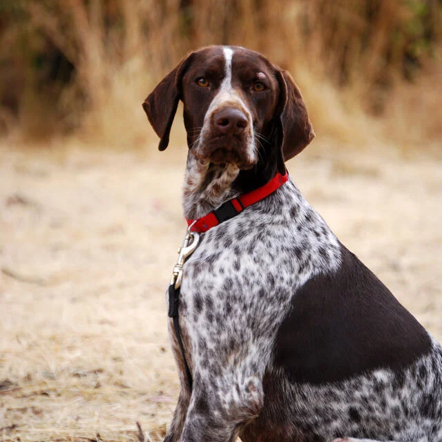 About the Rescue — California GSP Rescue