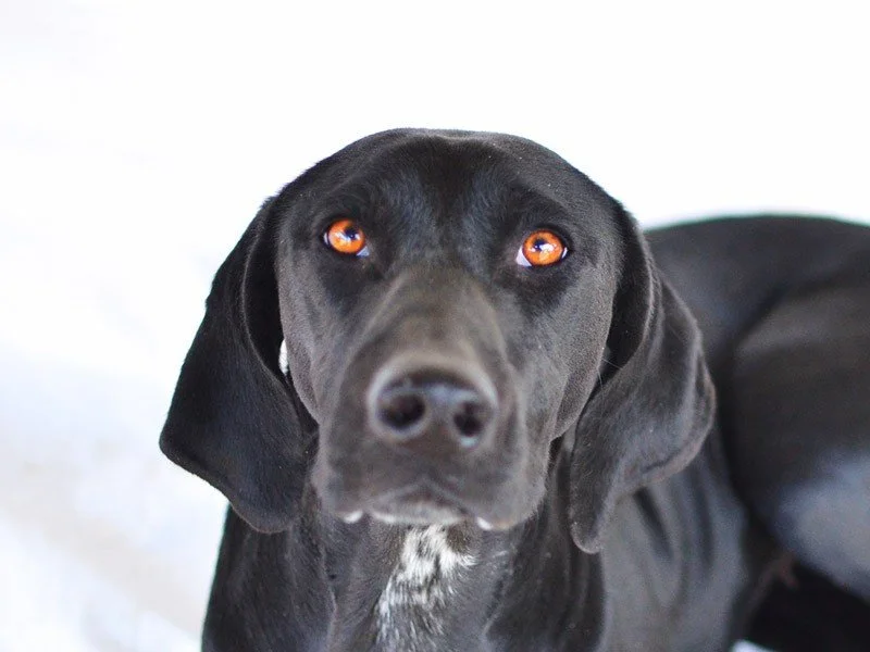 Vizsla German Shorthaired Pointer Mix