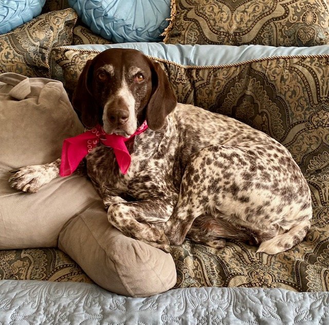 GSPR News — California GSP Rescue