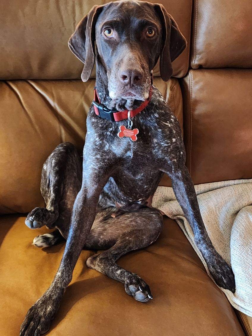 Daisy Is Adopted! — California GSP Rescue