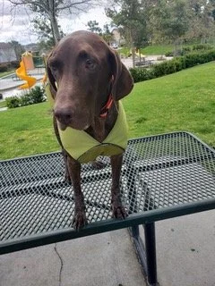 In Loving Memory Of Hazel — California GSP Rescue