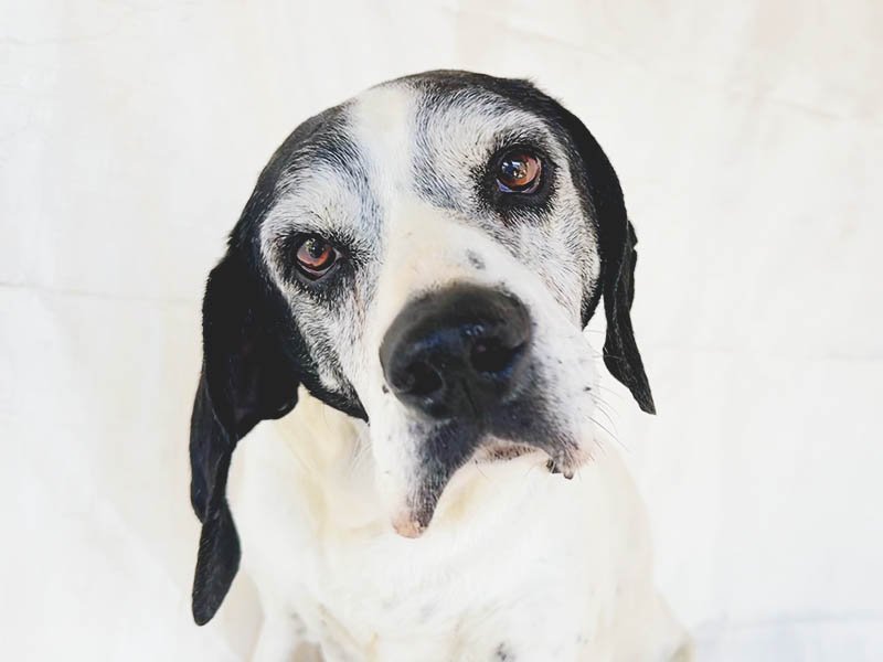 Dogs for Adoption | Adopt a Loving Dog—Make a Difference — California ...